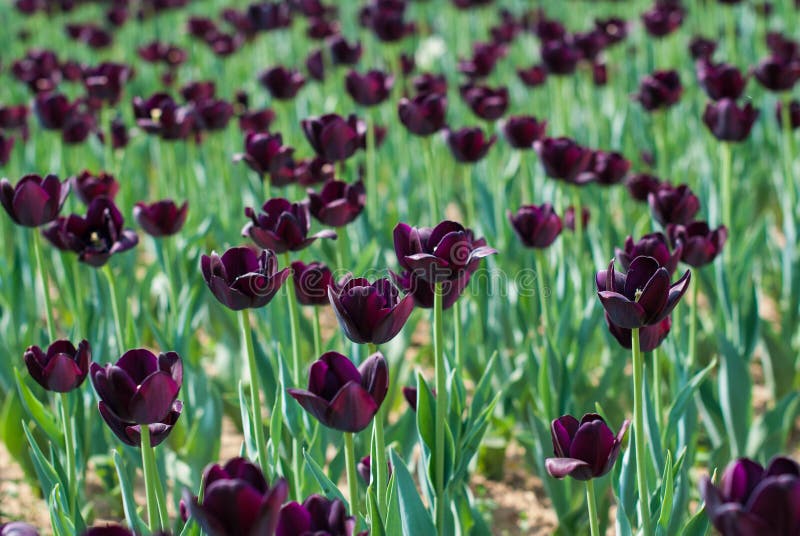Tulipes noires image stock. Image of centrale, reine - 53853343