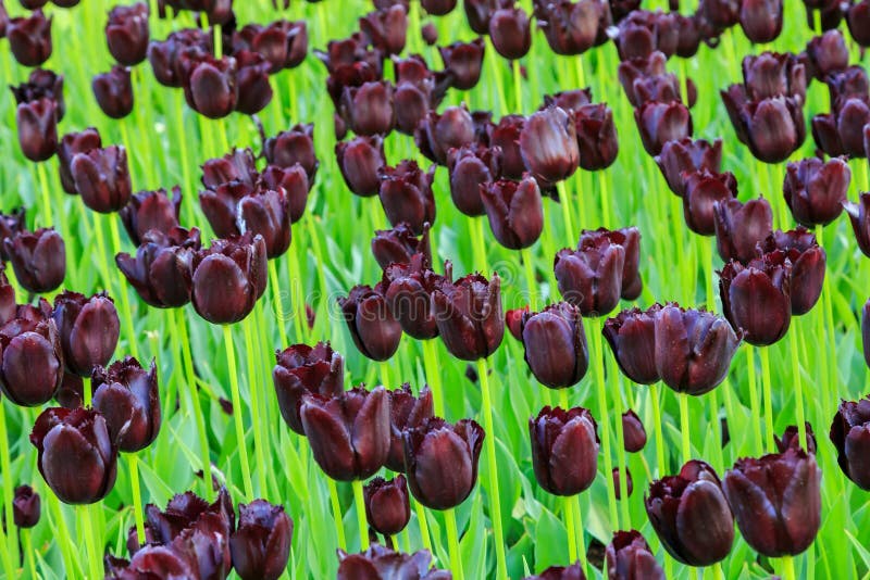 Tulipes noires image stock. Image du fleurs, pourpré - 54519927
