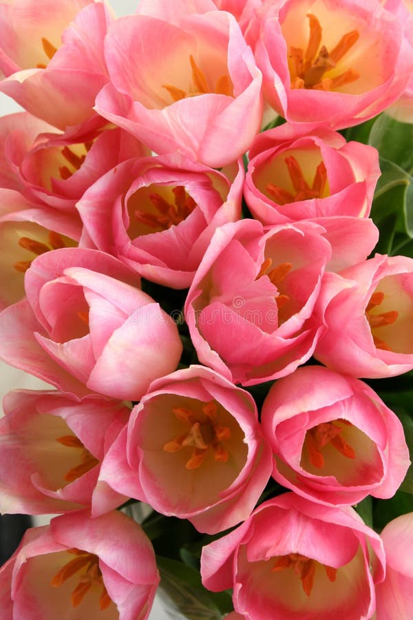 Tulipes roses image stock. Image du fleuri, accroissement - 11257297