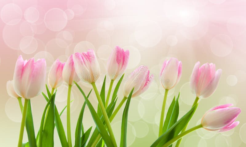 Tulipes roses photo stock. Image du beauté, lame, pâques - 37670564