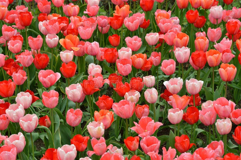 Tulipes roses et rouges photo stock. Image du fond, rose - 69682602