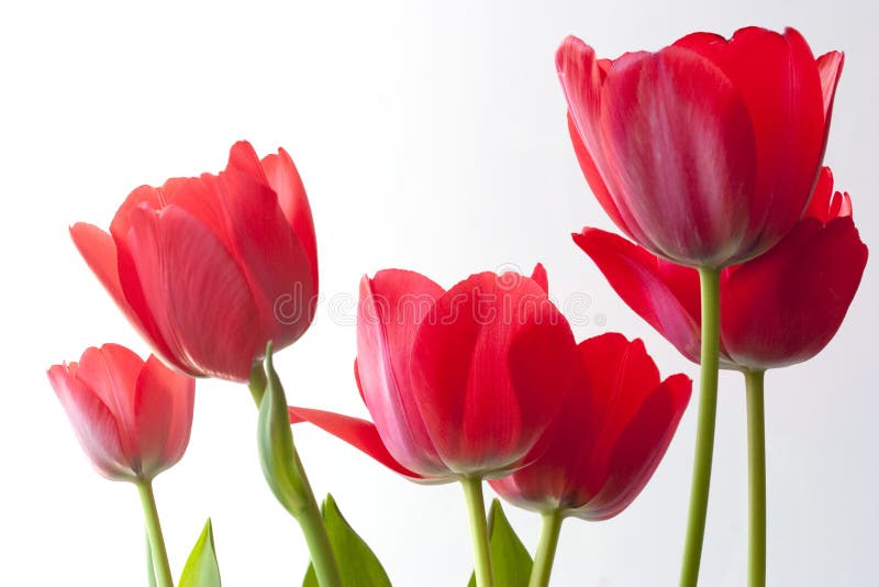 Tulipes rouges image stock. Image du rouge, centrale - 12533133