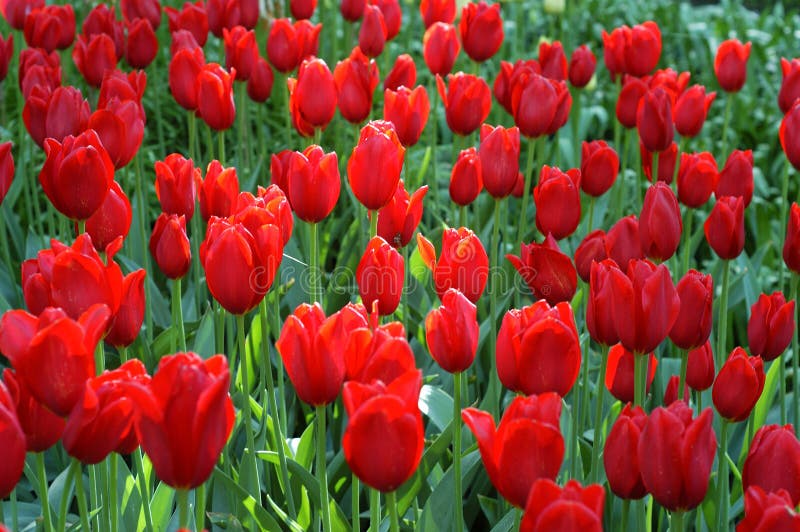 Tulipes rouges image stock. Image du fleurs, tulipes, netherlands - 1256163