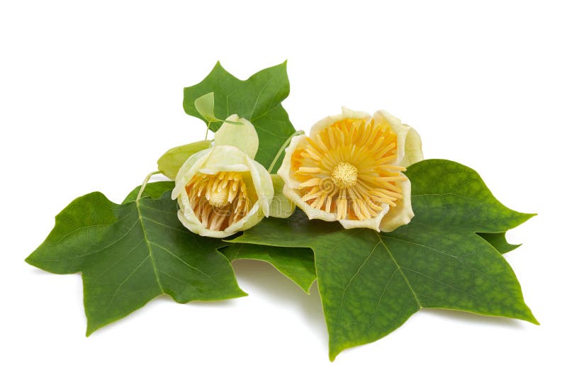 Plant of Tulipier of gabon stock image. Image of flower - 251292239