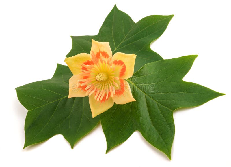 Plant of Tulipier of gabon stock image. Image of flower - 251292239