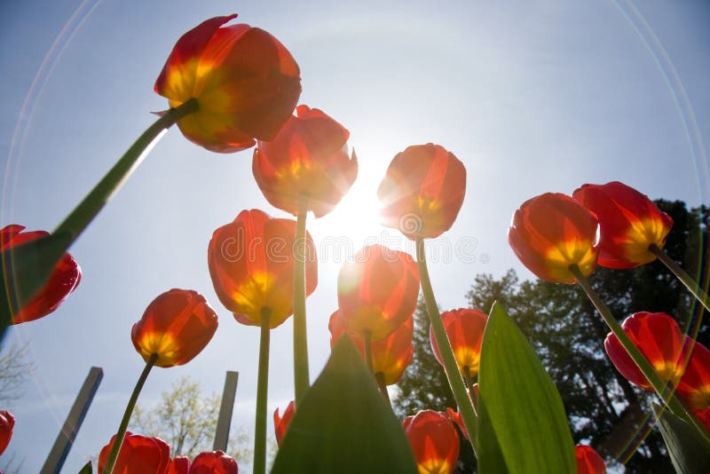 Tulips stock photo. Image of tulips, view, bloom, colorful - 10578134