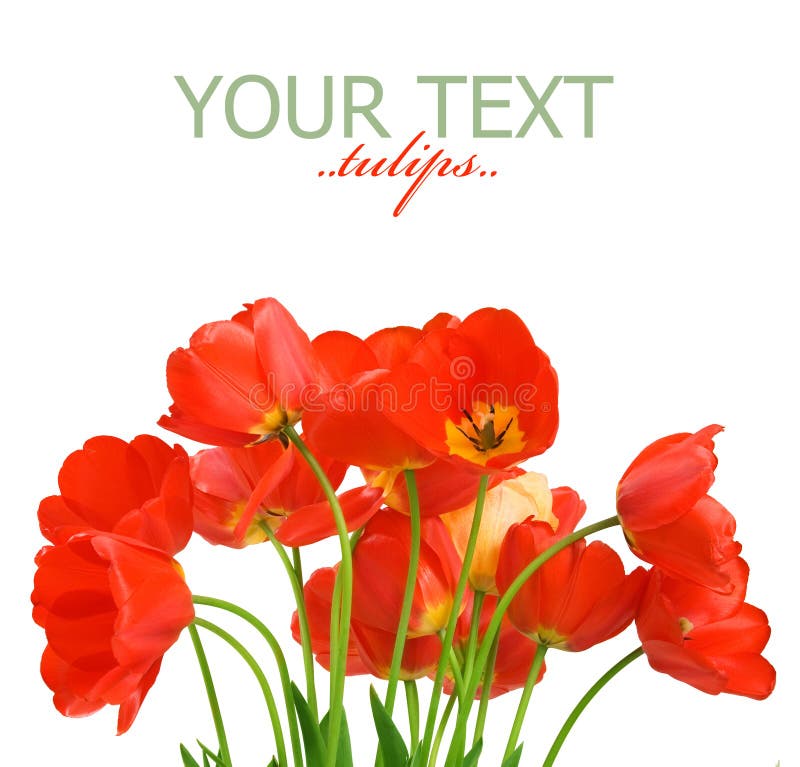 Tulips flower design stock photo. Image of detail, arrangement - 19494554