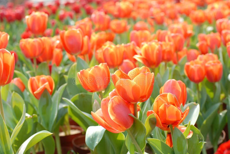Tulips stock image. Image of china, park, flower, asia - 13142709