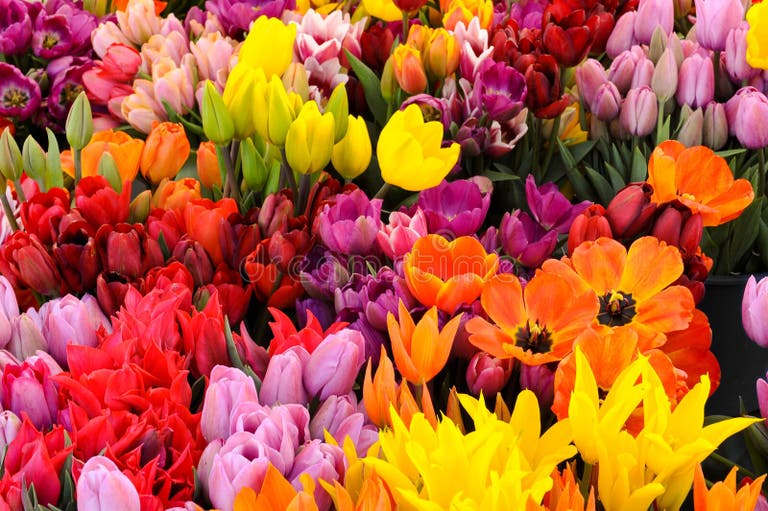 Colorful Tulips Farmers Market Flower Stand Stock Photos - Free ...
