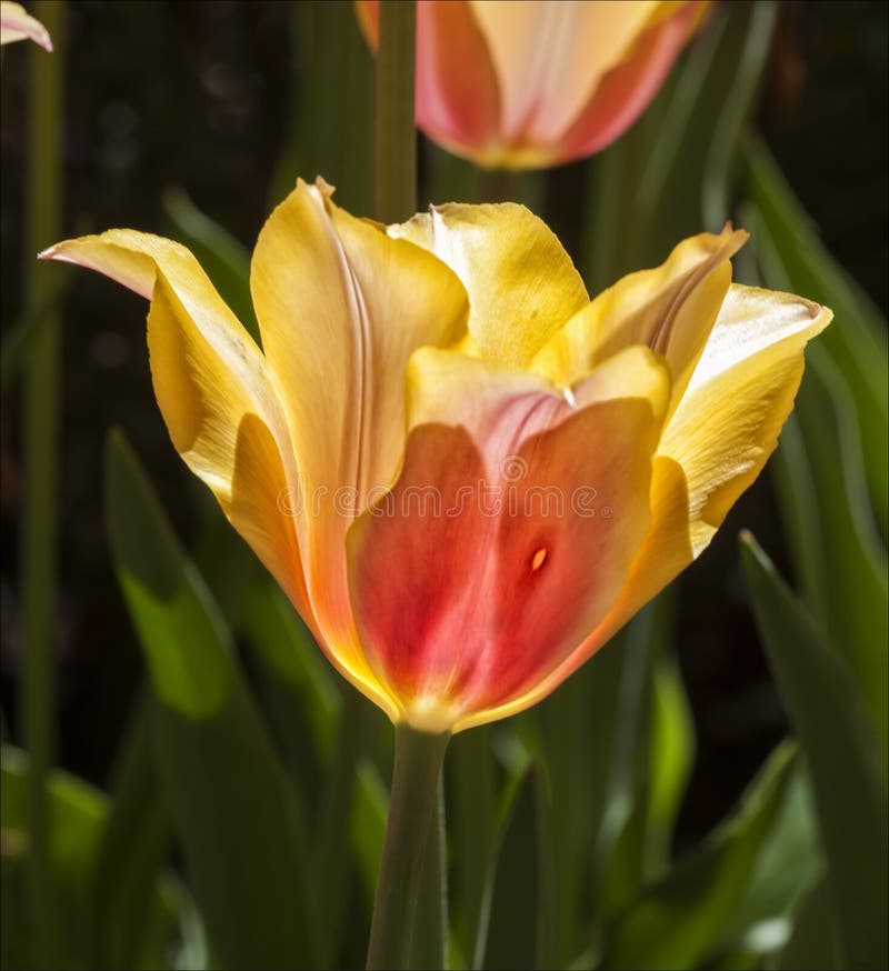 Back Lit Tulip stock image. Image of tulip, back, flower - 186082175
