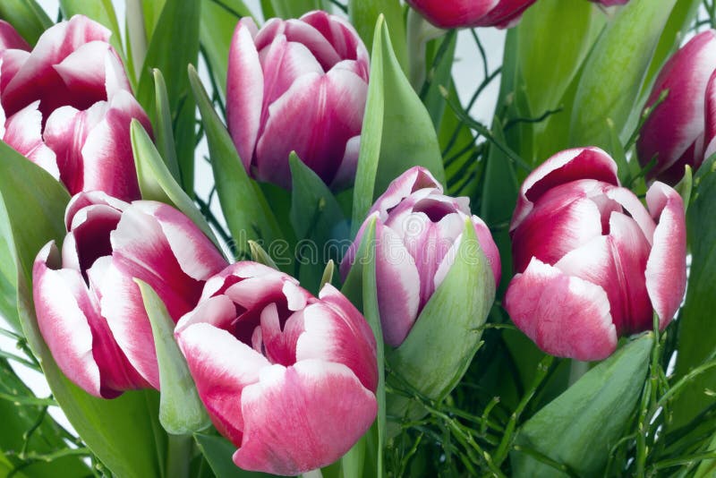 Tulips stock image. Image of seasonal, growing, horticulture - 22788743
