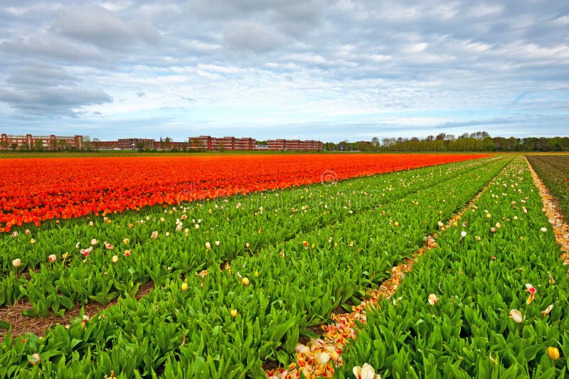 Tulips stock image. Image of country, floral, landscape - 28162307