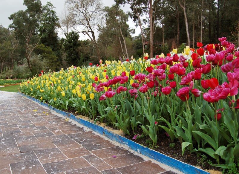 Springtime stock image. Image of flowerbed, tulip, botany - 3884553