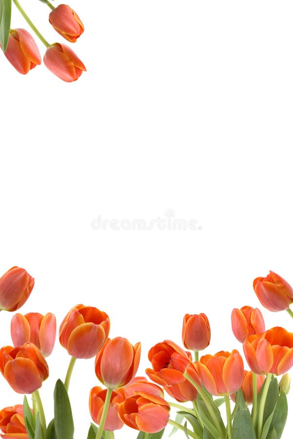 Tulip Border stock image. Image of spring, gift, flowers - 3293343