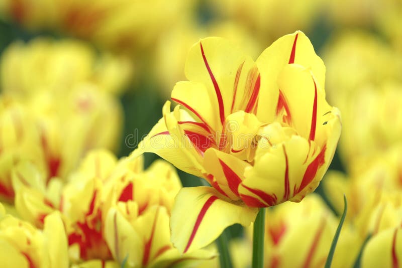 Ladybug on parsley grass. stock photo. Image of beautiful - 8613208