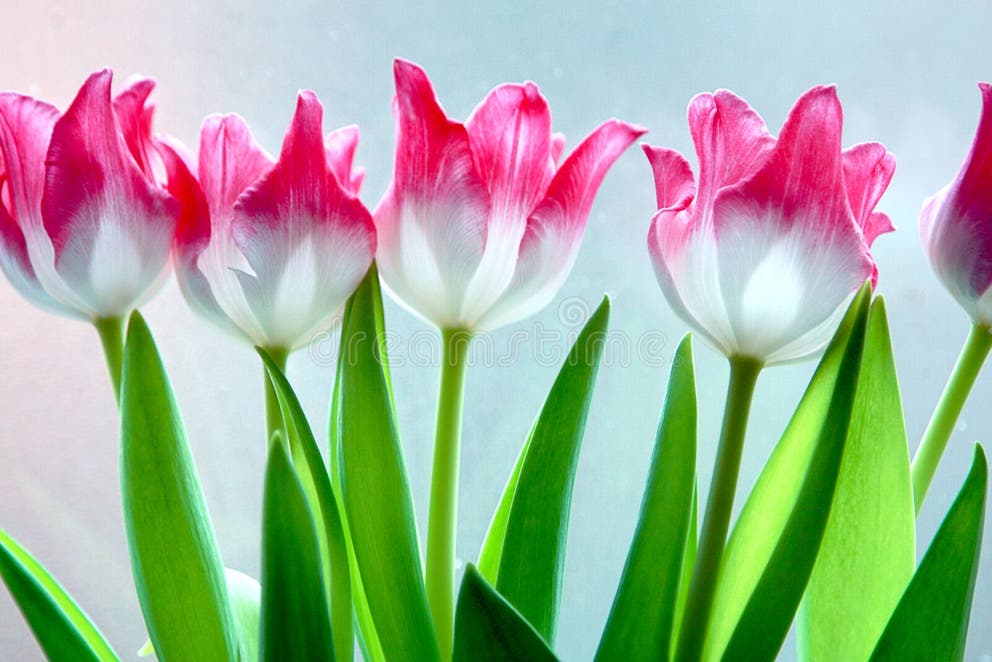 Tulips stock image. Image of copyspace, emotions, romantic - 4299125