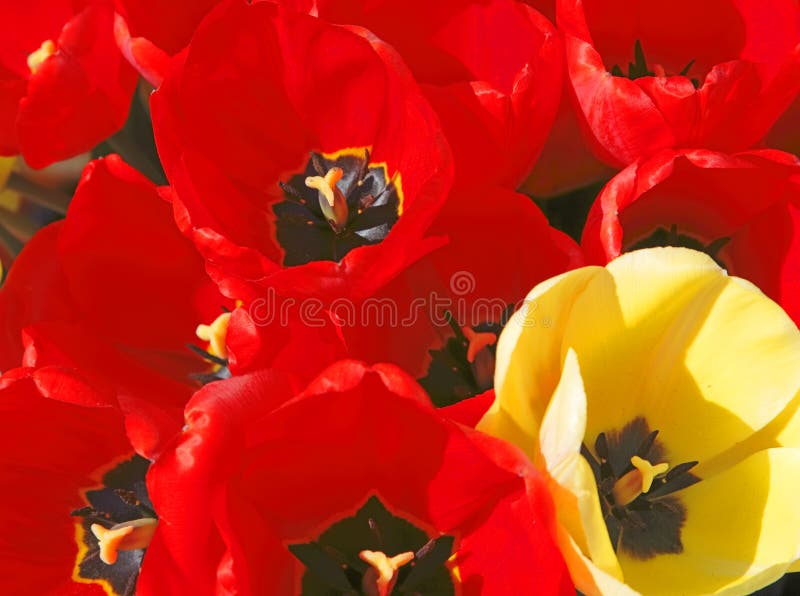 Tulips stock photo. Image of flower, nature, fresh, romantic - 4415226