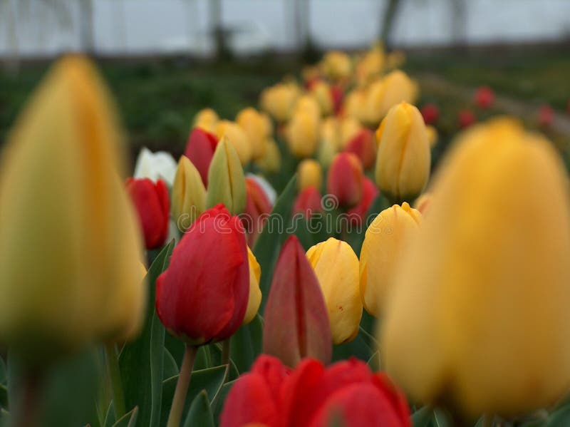 801 Ottoman Tulip Flower Stock Photos - Free & Royalty-Free Stock ...