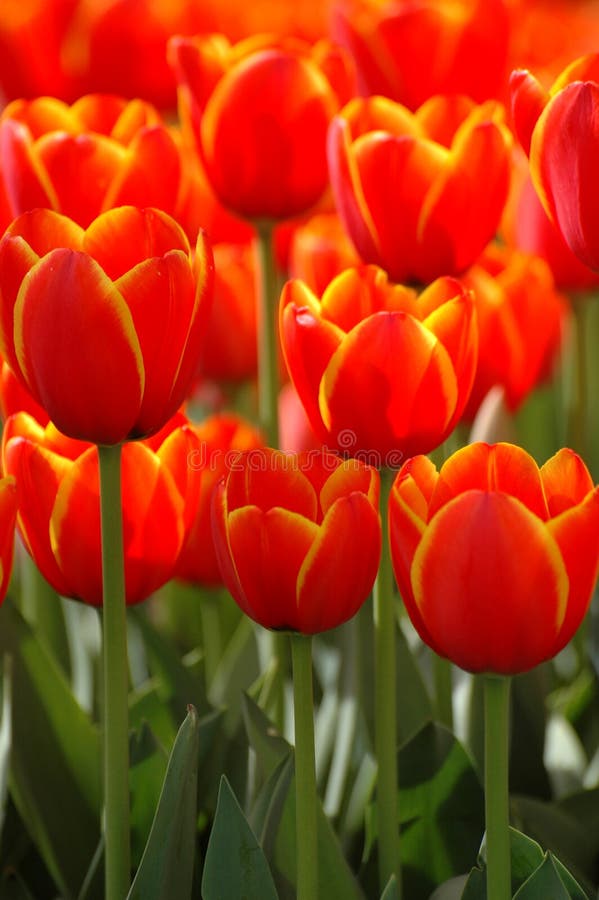 Fringed Tulip Fabio stock image. Image of beauty, pollen - 35619183