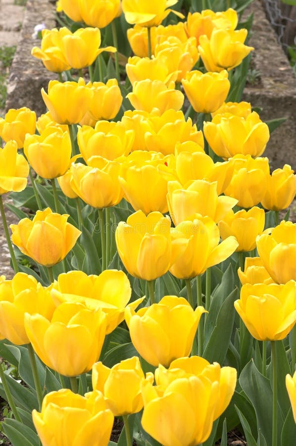 Tulips stock photo. Image of flowers, sunny, spring, yellow - 702560