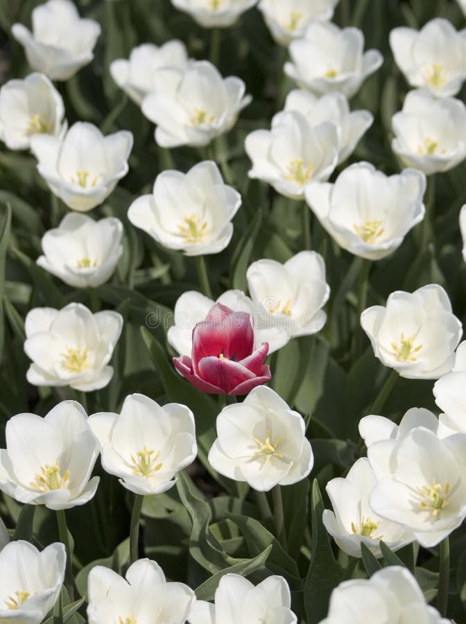 Tulips stock image. Image of growth, individual, motivational - 792785