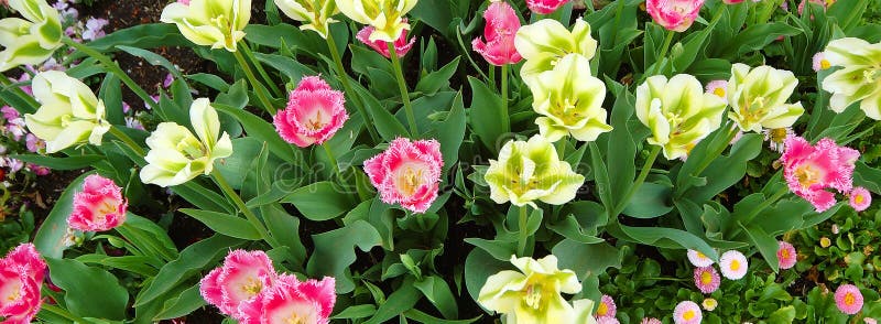 Tulips from above stock image. Image of beauty, view - 76959465