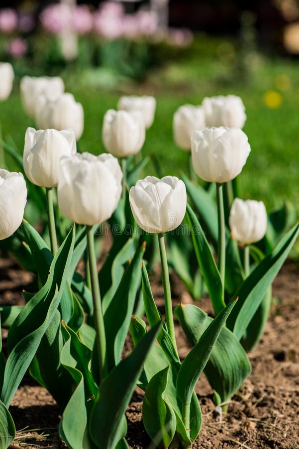 Tulips stock photo. Image of deva, green, filed, castle - 70904088