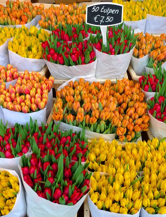 Tulips in Amsterdam stock image. Image of euro, shop - 13149065