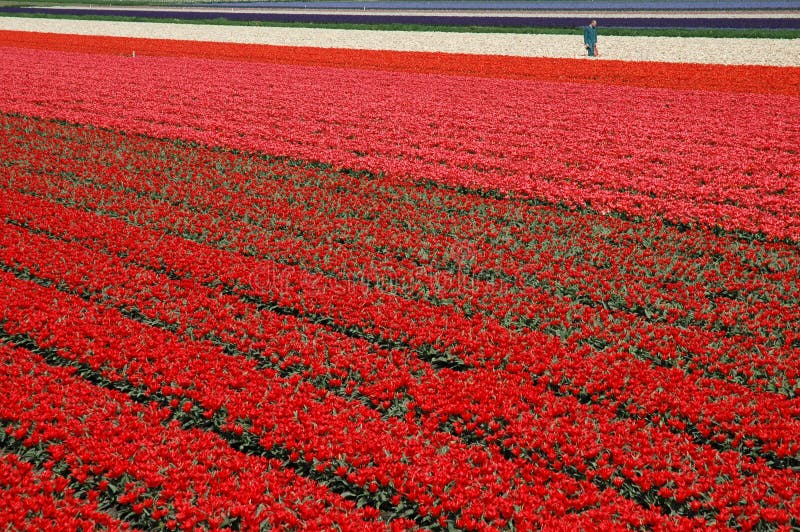 Tulips from amsterdam... stock image. Image of flora, spring - 574337