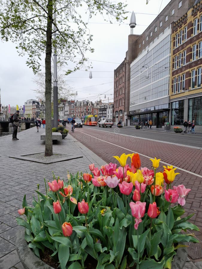 Tulips in Amsterdam editorial stock photo. Image of tourism - 328109388