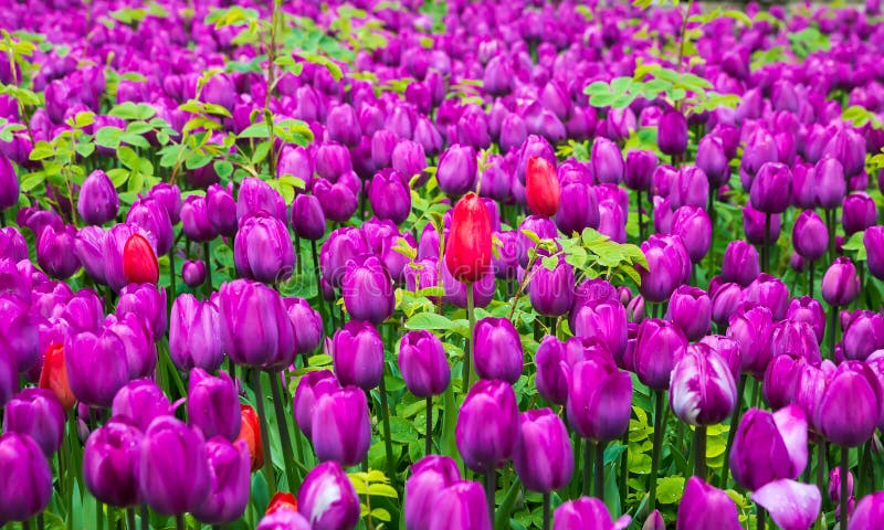 Tulipas azuis com mimosa foto de stock. Imagem de tulipa - 38724424