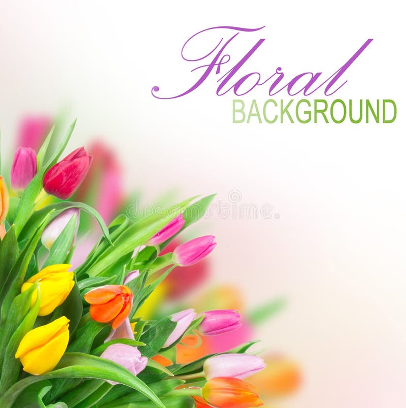 Tulips background stock image. Image of bunch, gardening - 27883095