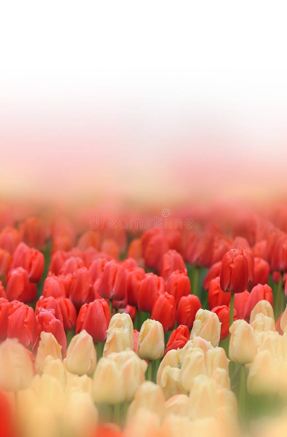 Tulips background stock photo. Image of decoration, fragility - 27883116