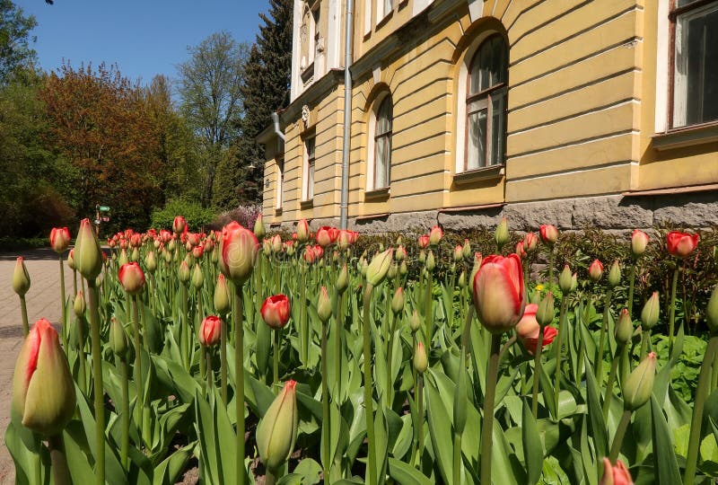 Tulips on the Background of the Building Stock Image - Image of yard ...