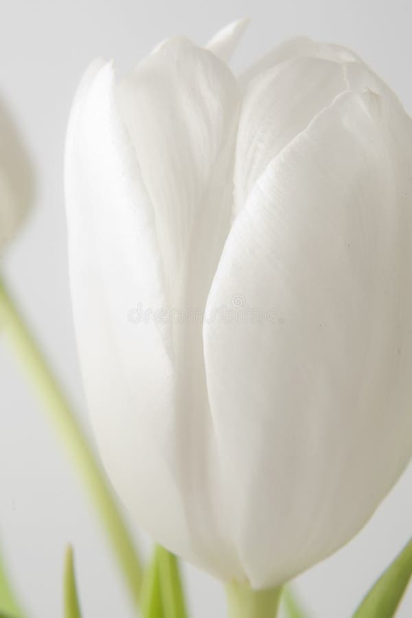 Tulips stock photo. Image of brightly, fragility, bright - 34359054