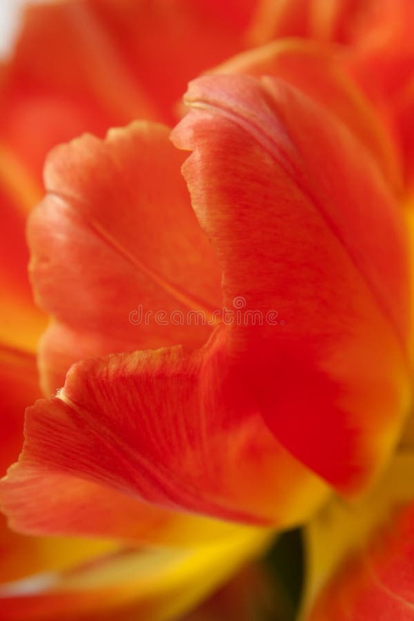 Tulips stock image. Image of blossoming, background, blossom - 34359219