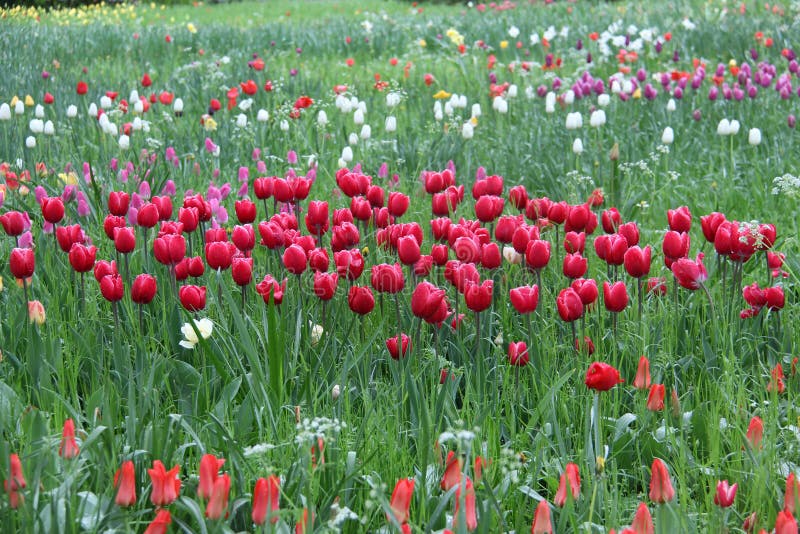 Tulips - Beautiful Spring Flowers of Different Colors Stock Photo ...