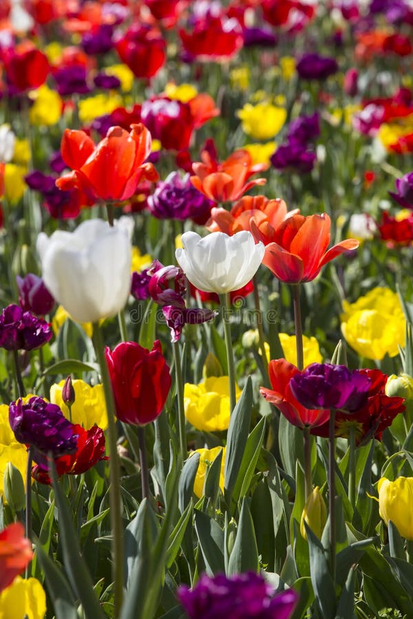 Tulips stock image. Image of growing, life, petals, classic - 70035405