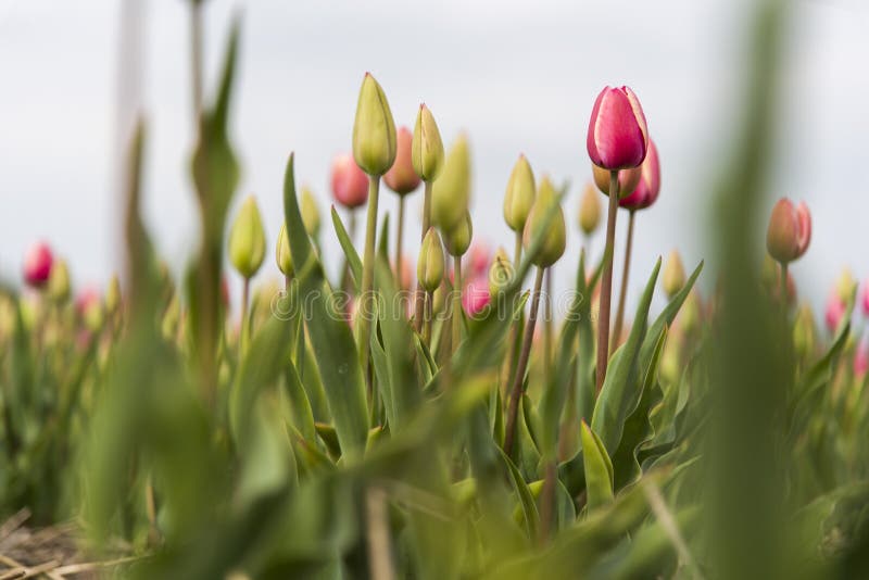 Tulips, the Biggest Symbol of Beauty in Netherlands Stock Photo - Image ...