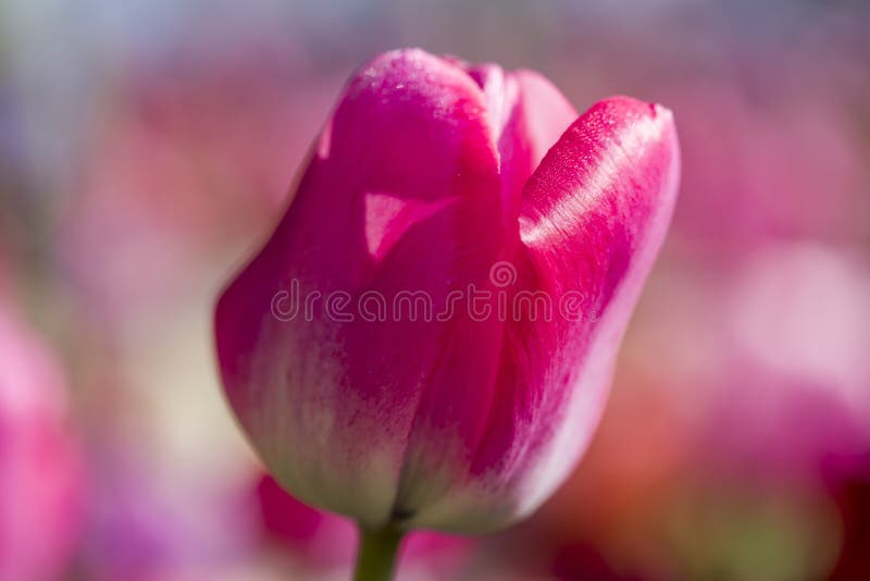 Tulips, the Biggest Symbol of Beauty in Netherlands Stock Photo - Image ...