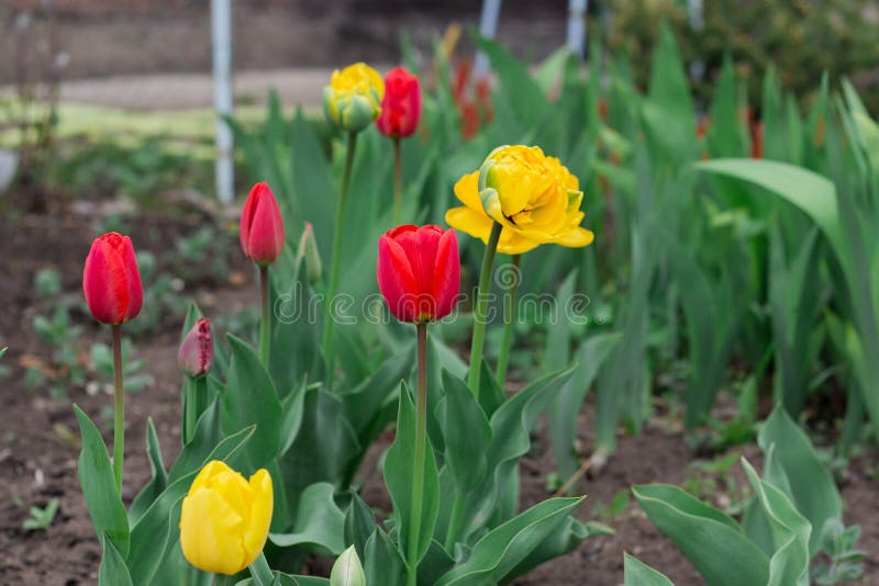Tulips Bloom in the Backyard Stock Image - Image of postcard, vivid ...