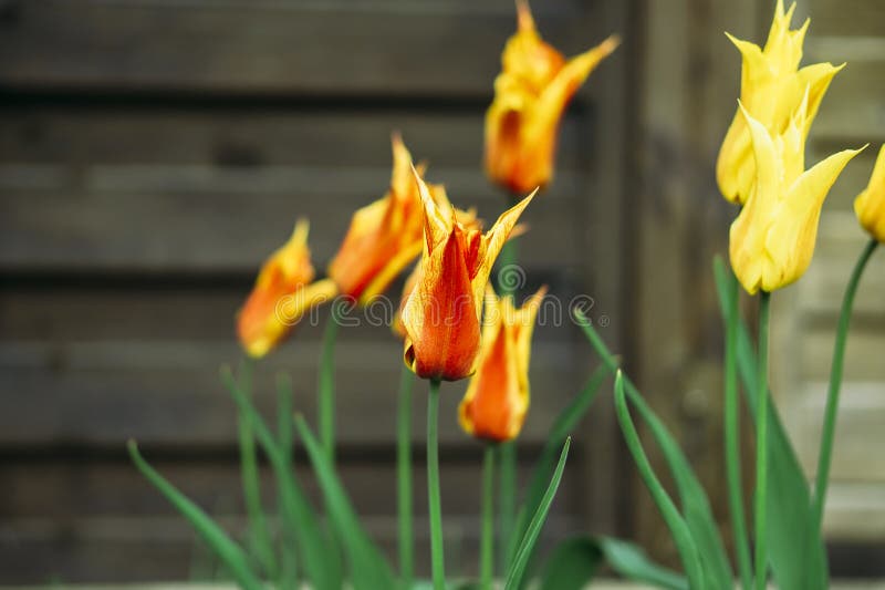 Tulips Bloom in the Garden on a Sunny Spring Day. Stock Photo - Image ...