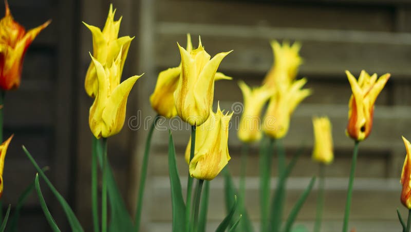 Tulips Bloom in the Garden on a Sunny Spring Day. Stock Image - Image ...