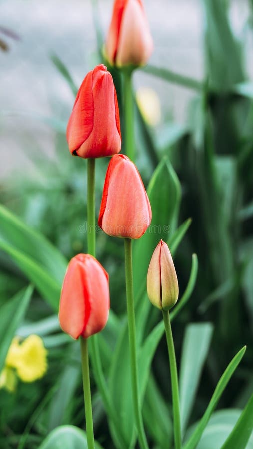 Tulips Bloom in the Garden on a Sunny Spring Day. Stock Photo - Image ...