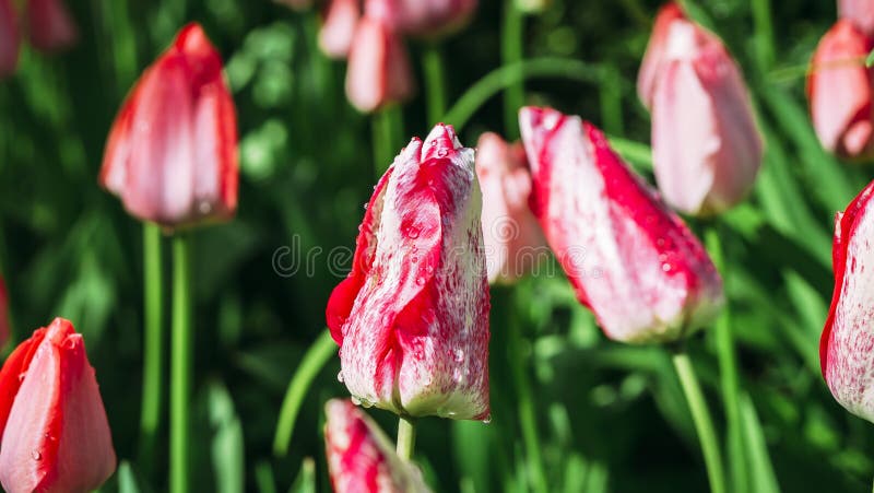 Tulips Bloom in the Garden on a Sunny Spring Day. Stock Photo - Image ...