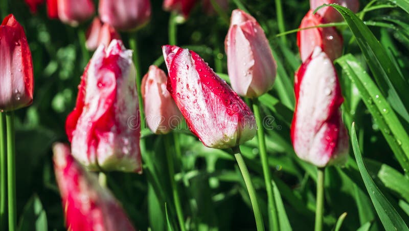 Tulips Bloom in the Garden on a Sunny Spring Day. Stock Photo - Image ...