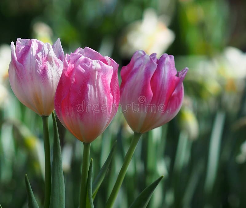 Tulips in Bloom stock image. Image of petals, white, tulips - 39775505