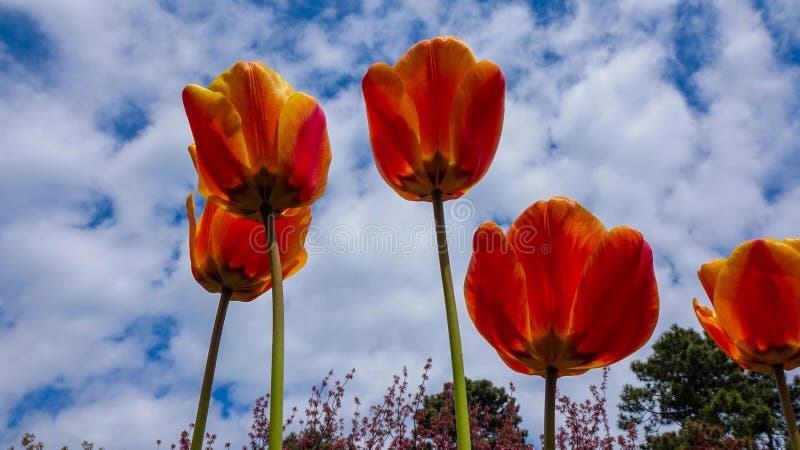 Tulips Bloom in Spring in the Botanical Garden, Bottom Up View Stock ...