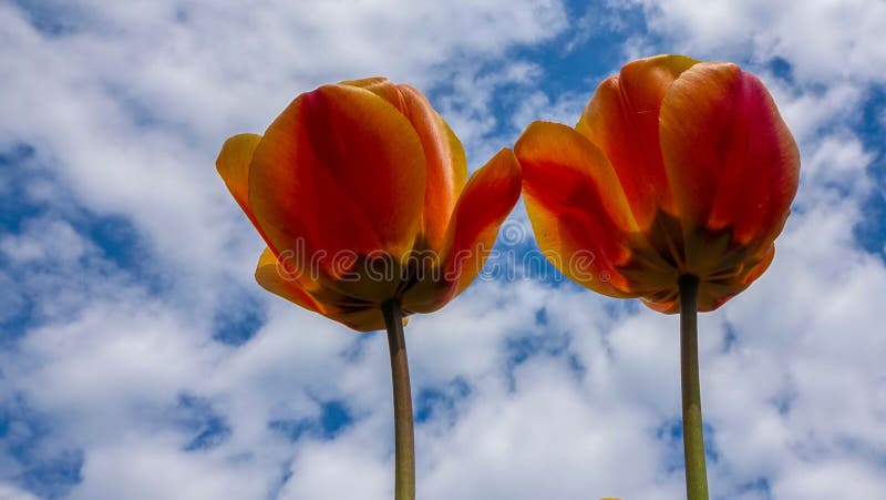 Tulips Bloom in Spring in the Botanical Garden, Bottom Up View Stock ...