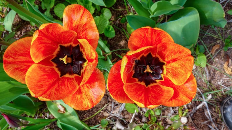 Tulips Bloom in Spring in the Botanical Garden, Top Down View Stock ...